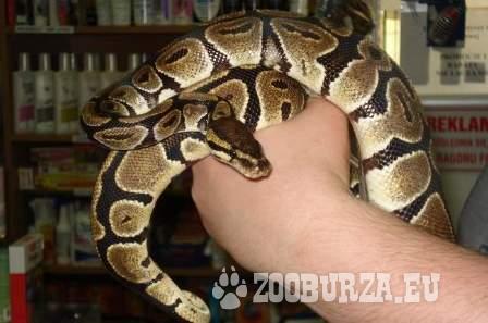 Pyton Królewski (Python Regius)