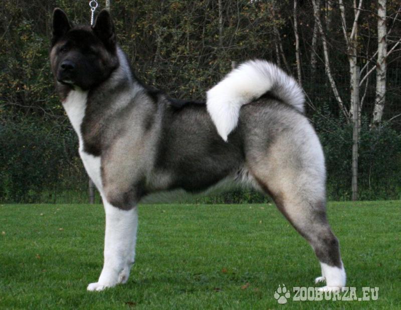 Pejsek Americká akita / Akita inu