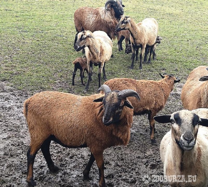 Kamerunská ovce - beránek