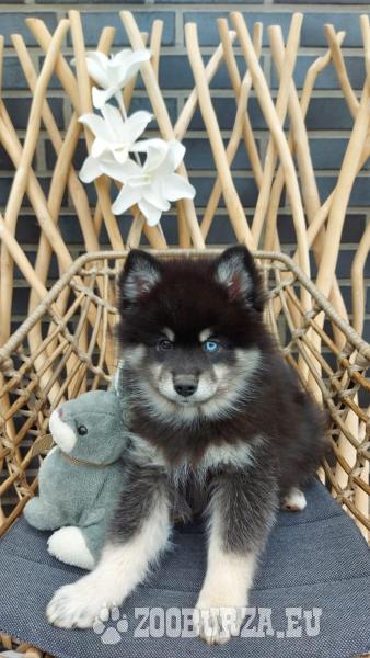 Pomsky Welpen suchen ab sofort ein liebevolle
