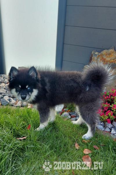 Pomsky Welpen suchen ab sofort ein liebevolle